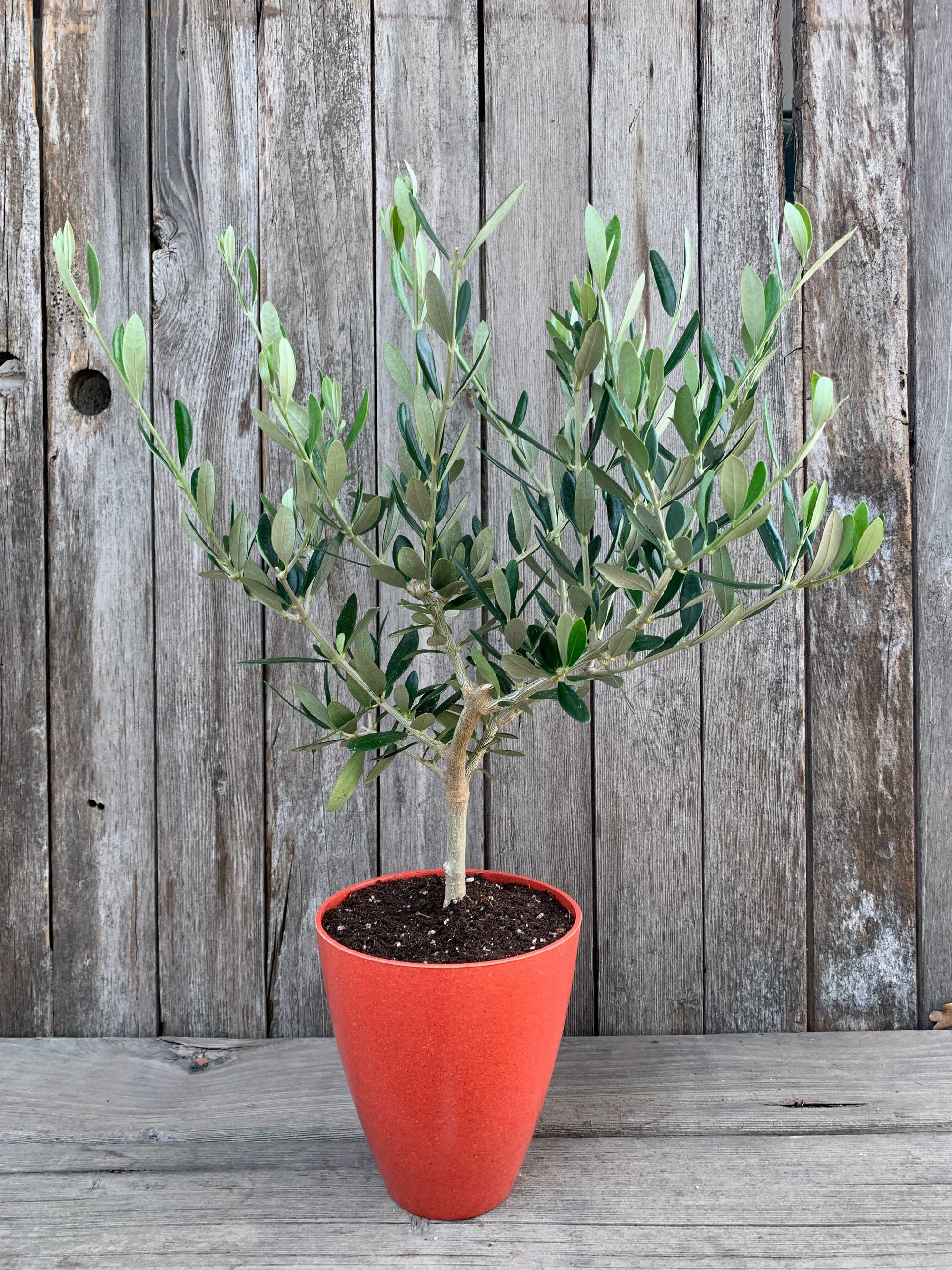 Our Products - Novabackyard
